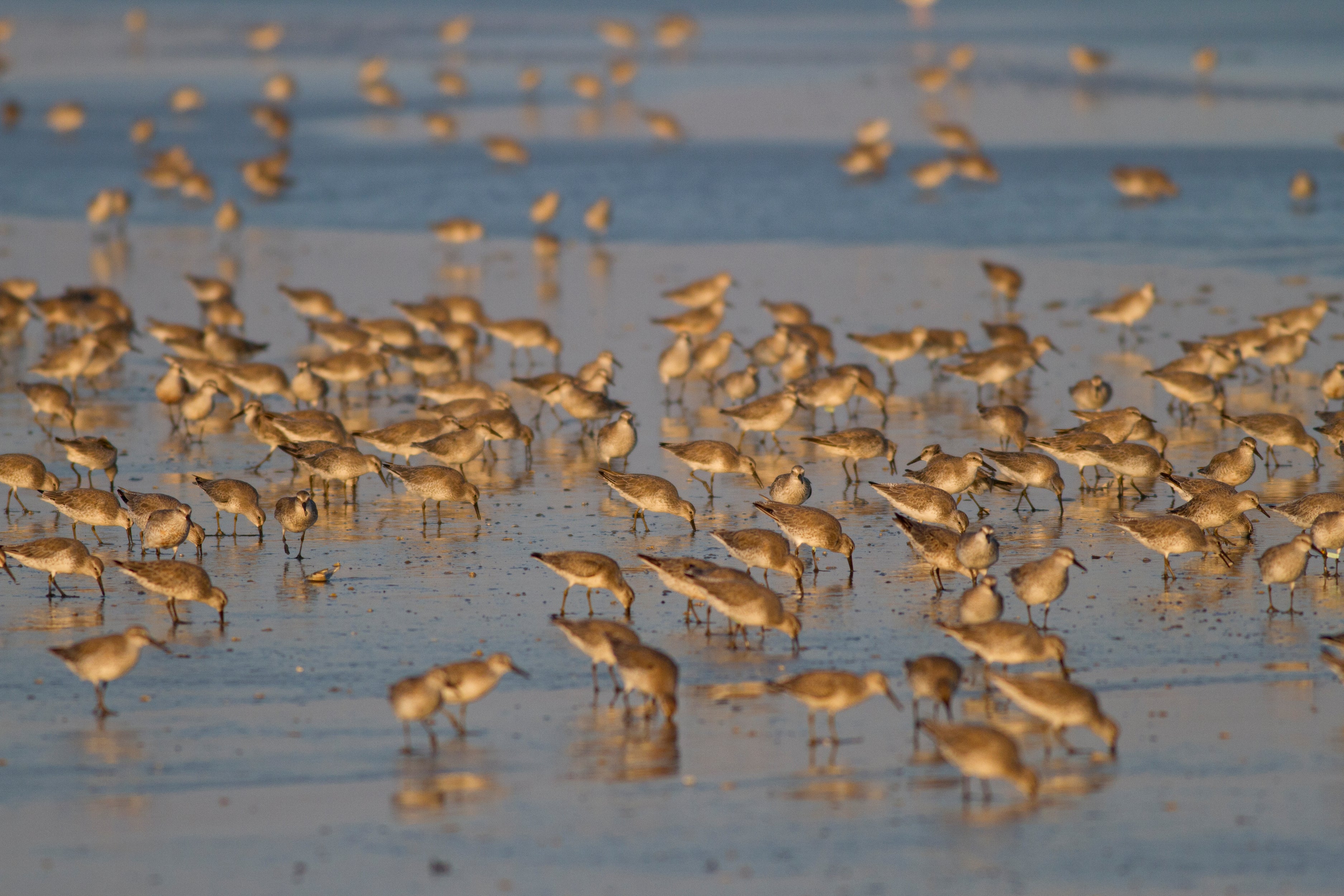 Tracking Horseshoe Crab Migration in the Delaware Bay – Cellular ...