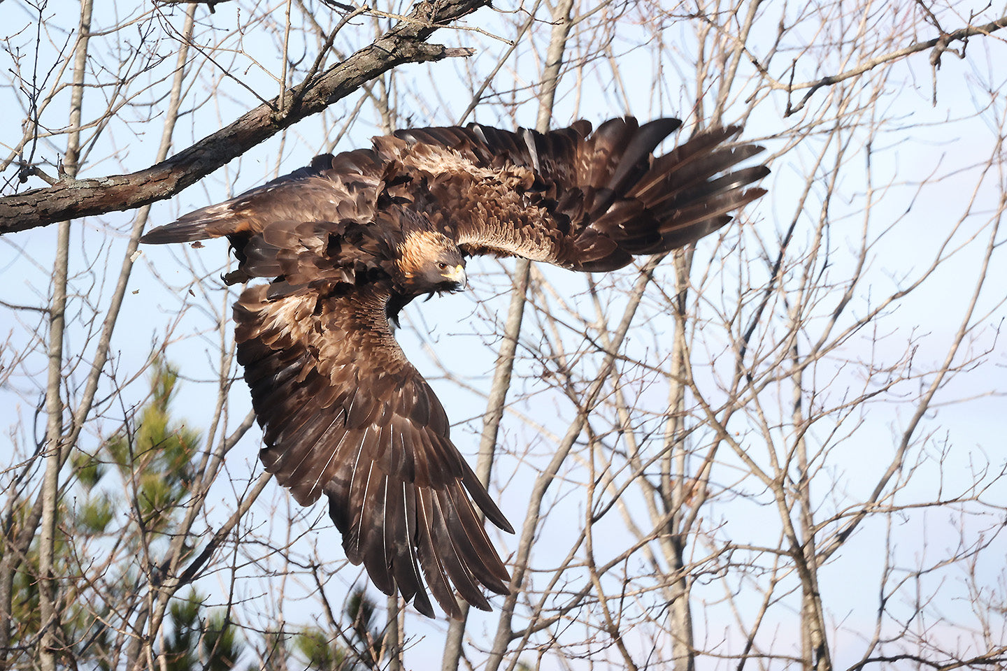 Guest Post: Arkansas Golden Eagle Project – Cellular Tracking Technologies