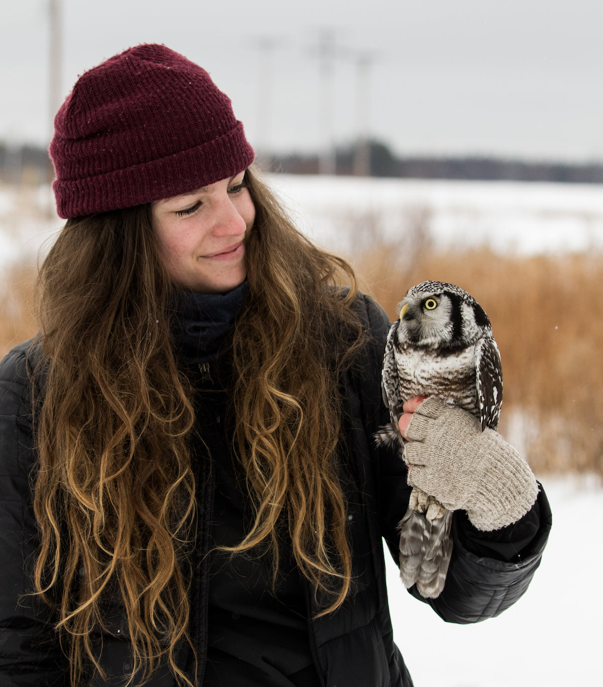 Guest Post: The Northern Hawk Owl Project – Cellular Tracking Technologies