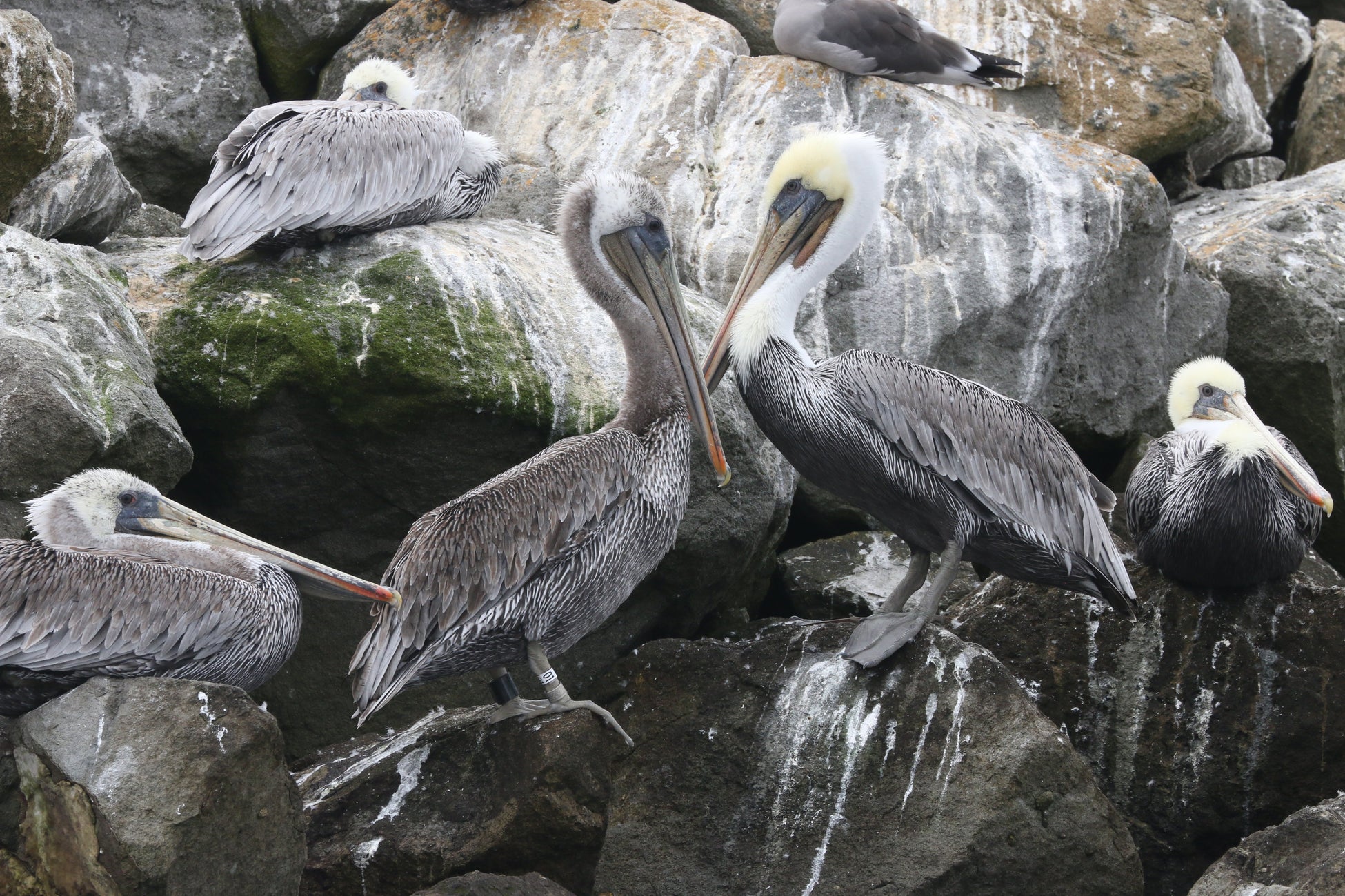 Tracking Rehabilitated Brown Pelicans: A Breakthrough in Wildlife Rese ...