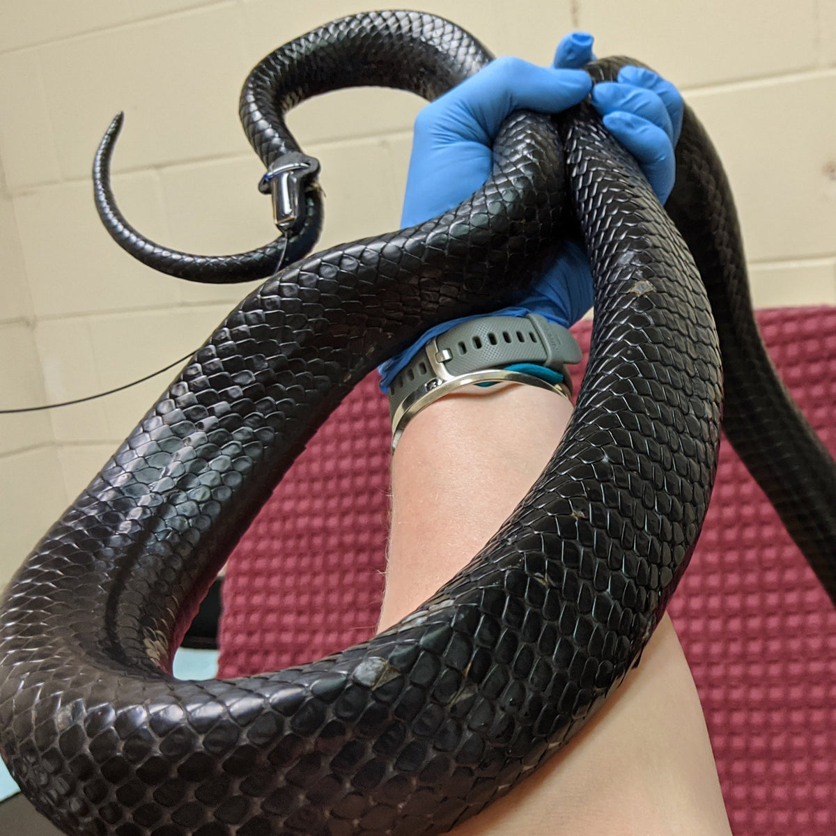 LifeTag Snake Suture – Cellular Tracking Technologies